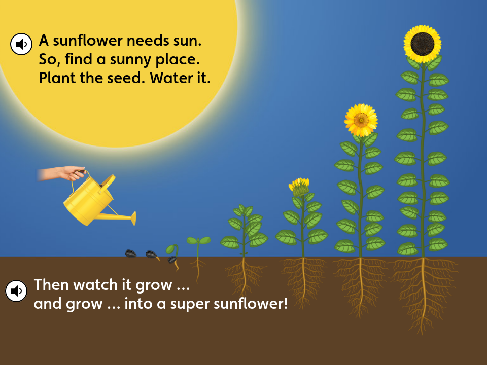 Super Sunflowers - Sun & Water - Scout May 2019