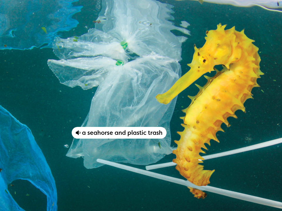 Explore Maps - Scout May 2019