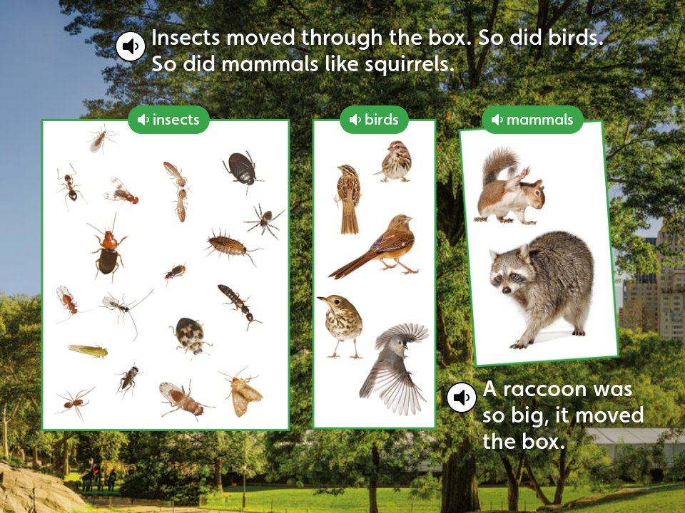 Life in a Box Activity - Scout May 2020