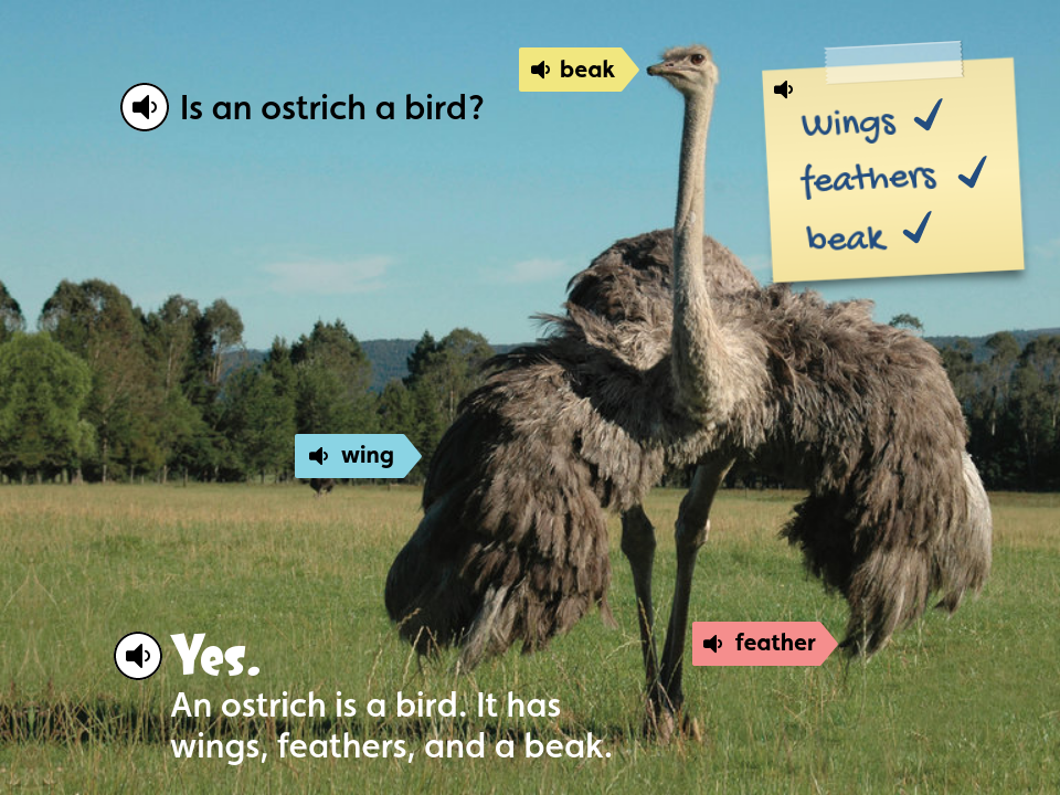 Ostrich - Is it a bird - Scout October 2018