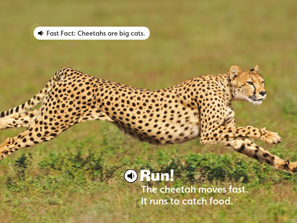 Cheetah run - Scout September 2018