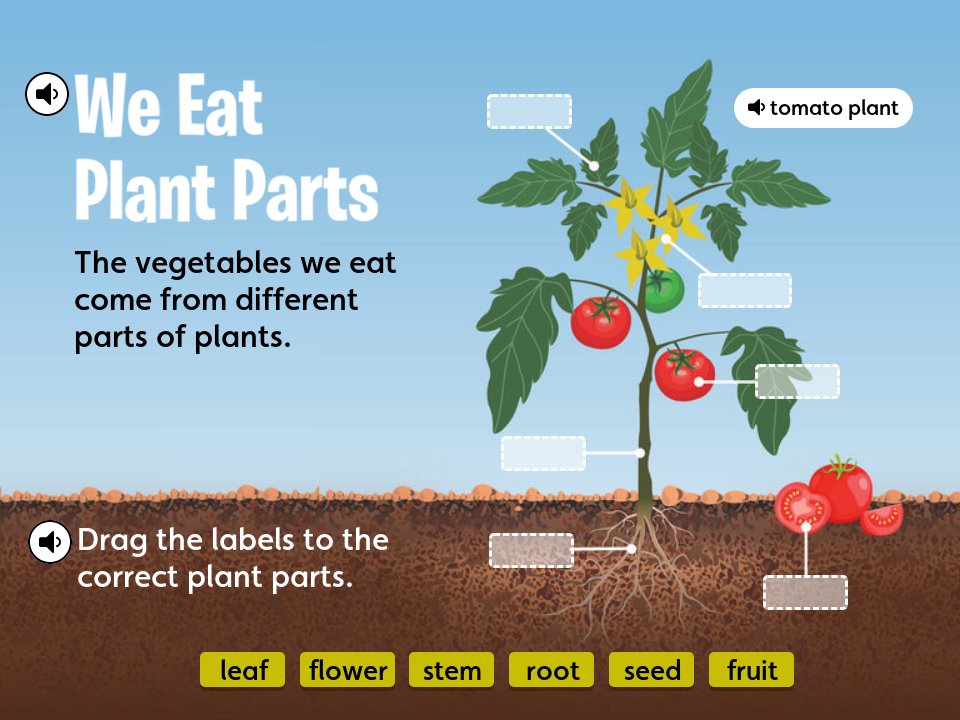 Activity We Eat Plant Parts 1 - Scout September 2019