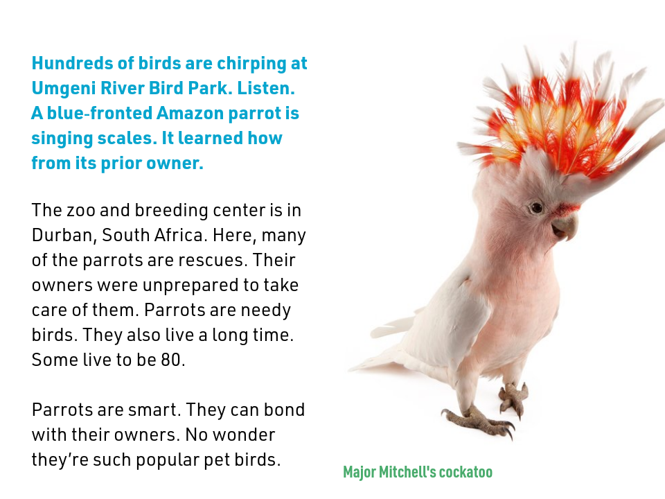 Parrots at Risk, Parrot Diversity & Parrot Popularity - Parrots in ...