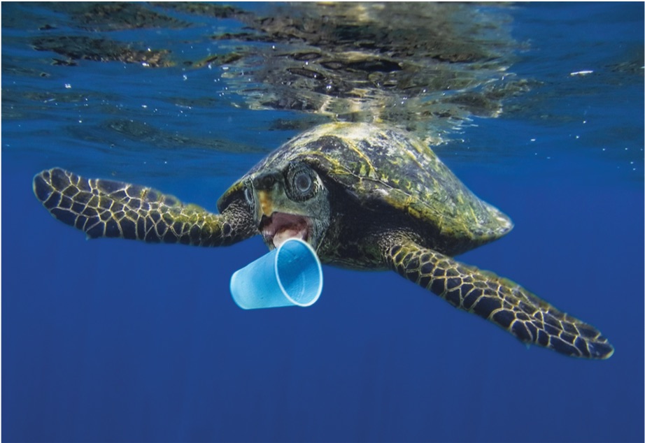 turtles and plastic