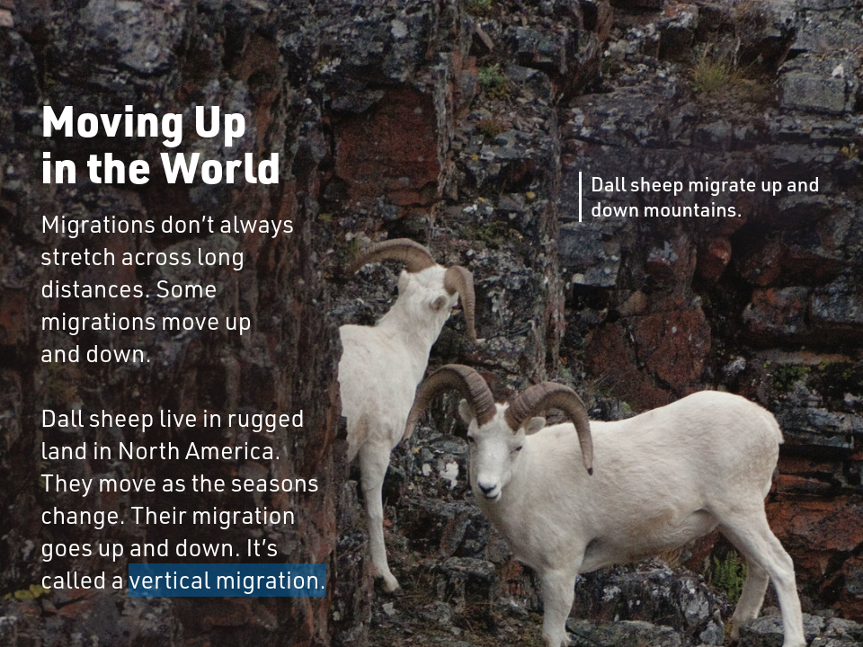 Crabs - The Magic Behind Their Movement - Trailblazer October 2018