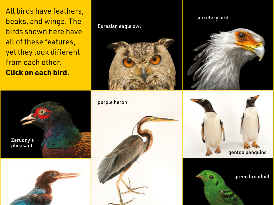 Showcase - Why Birds Matter - Trailblazer October 2018