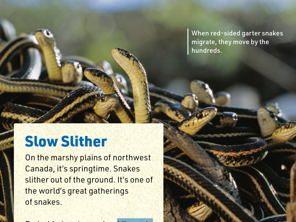 Snakes - The Magic Behind Their Movement - Trailblazer October 2018