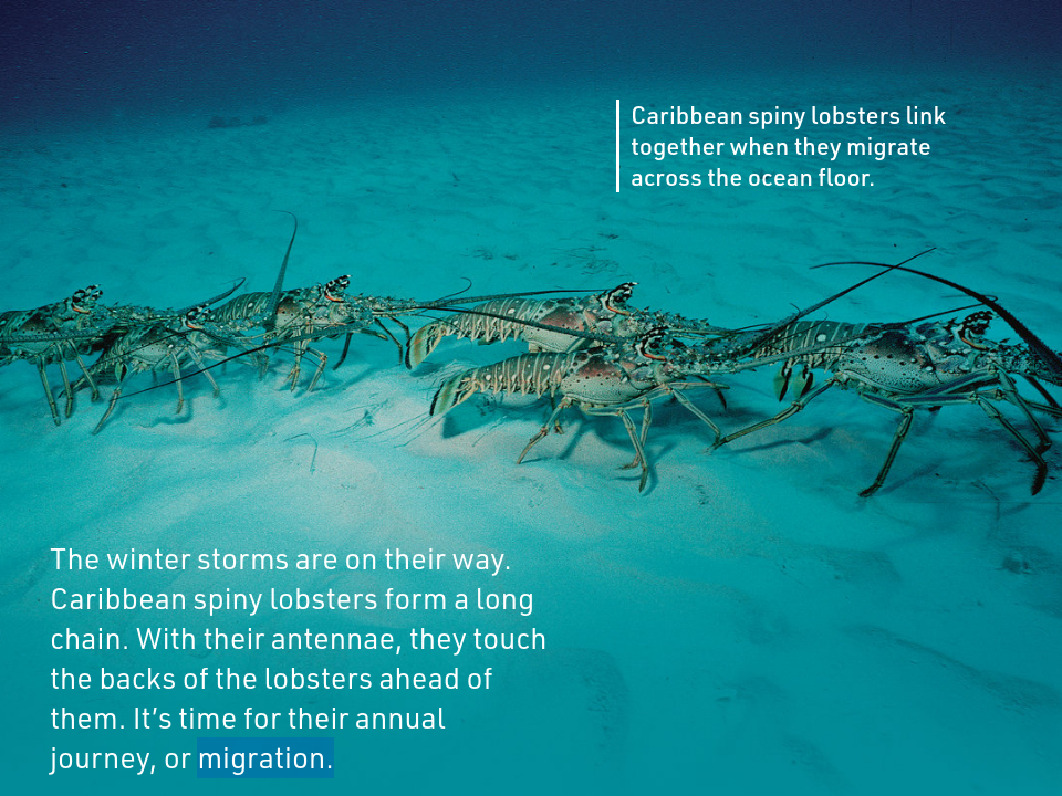 Spiny Lobsters - The Magic Behind Their Movement - Trailblazer October 2018