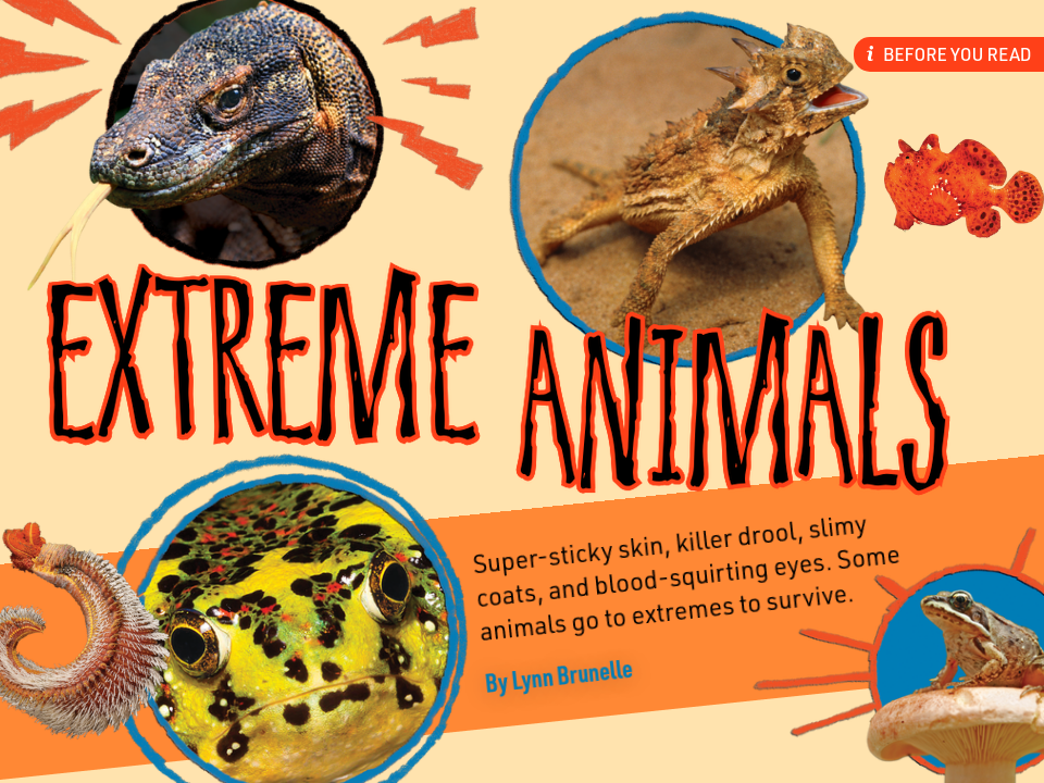 Amazon Adventure - Challenge 3: Snakes and Spiders! - Trailblazer ...