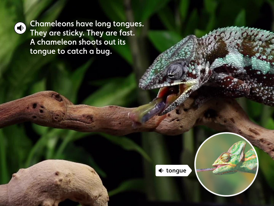 Chameleons - Eye - Chameleons!