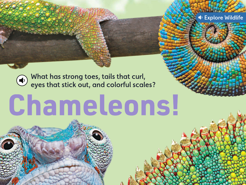 Chameleons! - Chameleons!