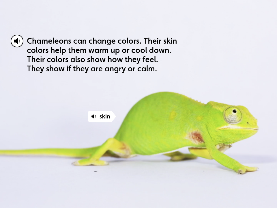 Chameleons - Color - Chameleons!