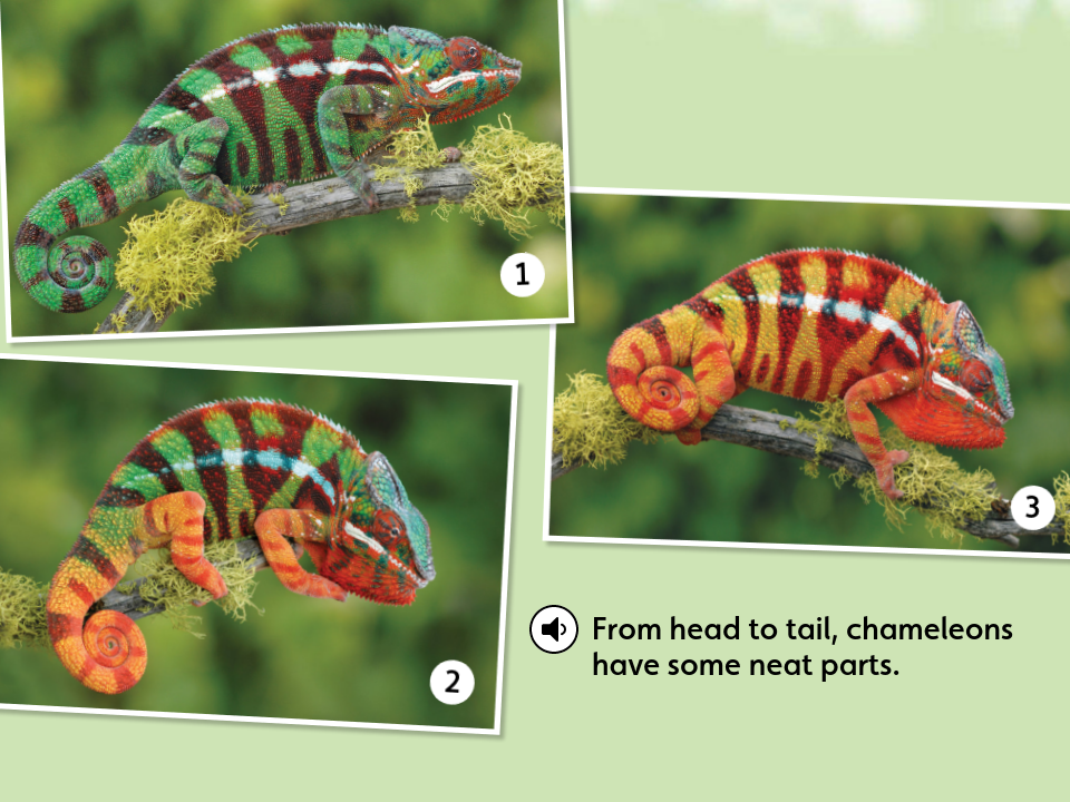 Chameleons - Skin - Chameleons!
