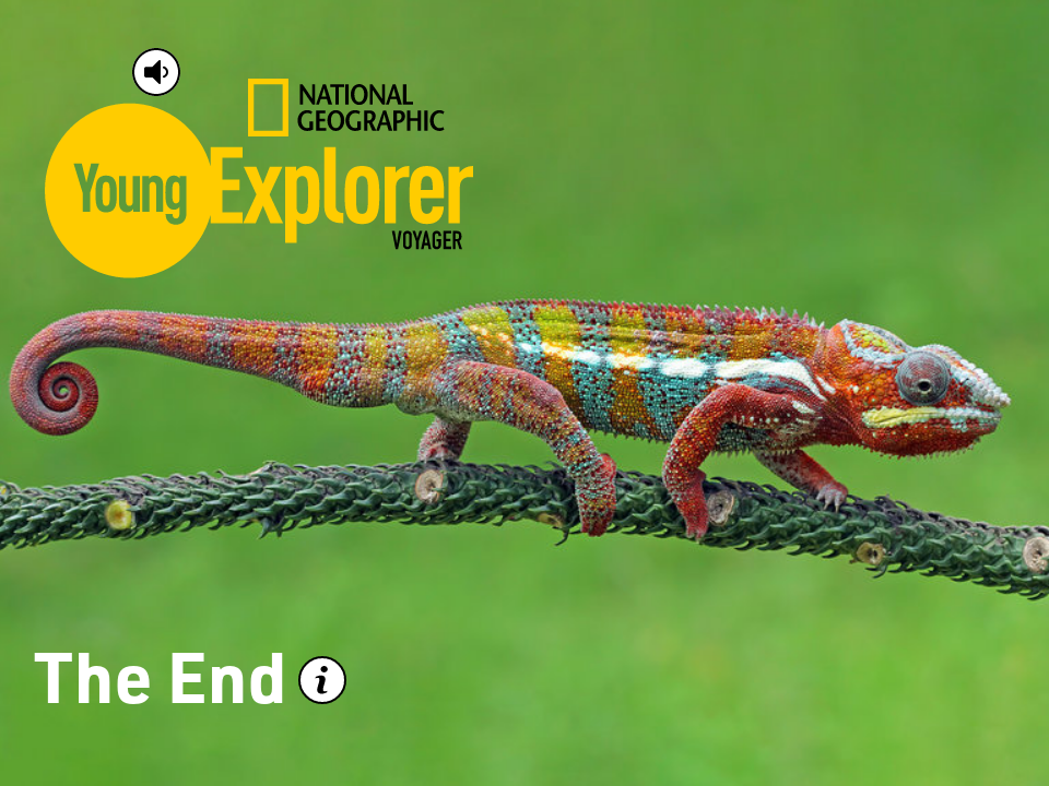Chameleons! - Chameleons!