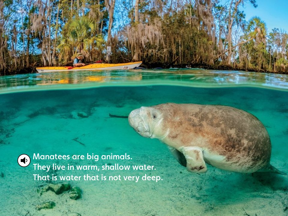 All About Manatees 2 - Voyager January/February 2020