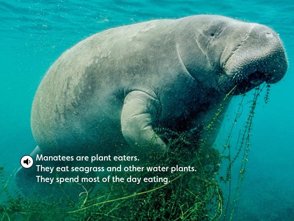 I Spy Black Bears 2 - Voyager January/February 2020