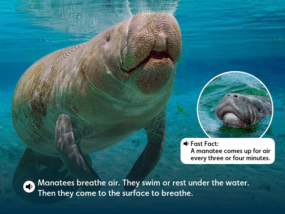 All About Manatees 2 - Voyager January/February 2020