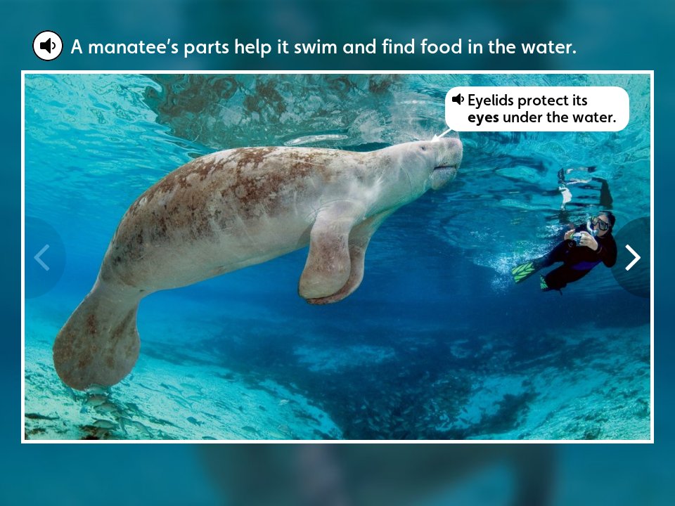 All About Manatees 2 - Voyager January/February 2020