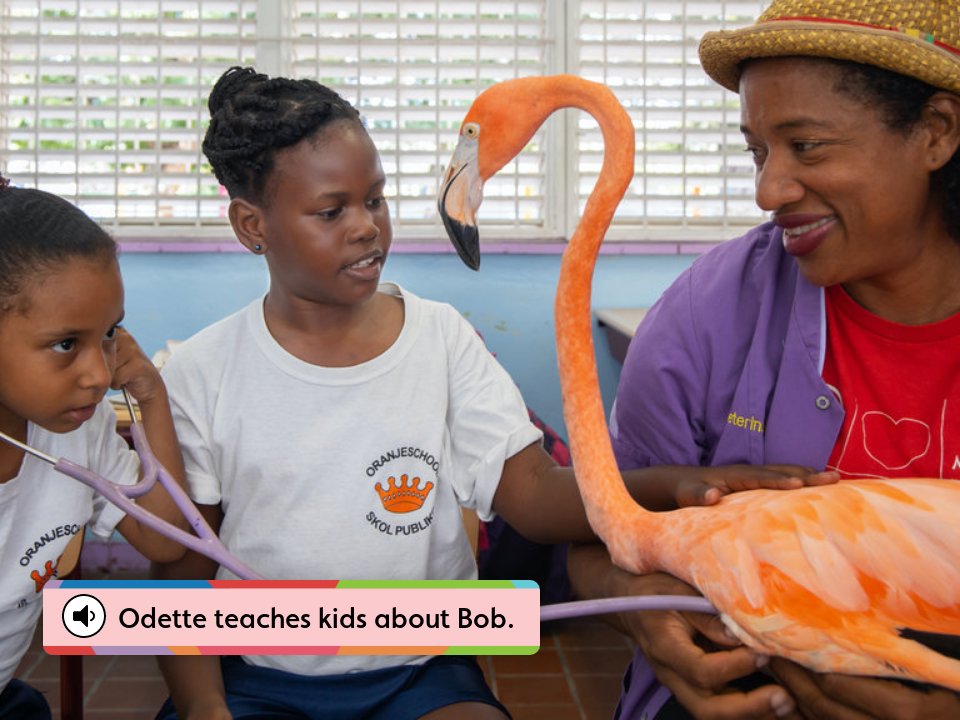 Flamingo Bob 6 - Voyager January/February 2021