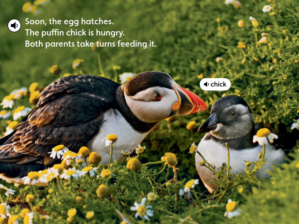 Puffin Parents 7 - Voyager March 2019
