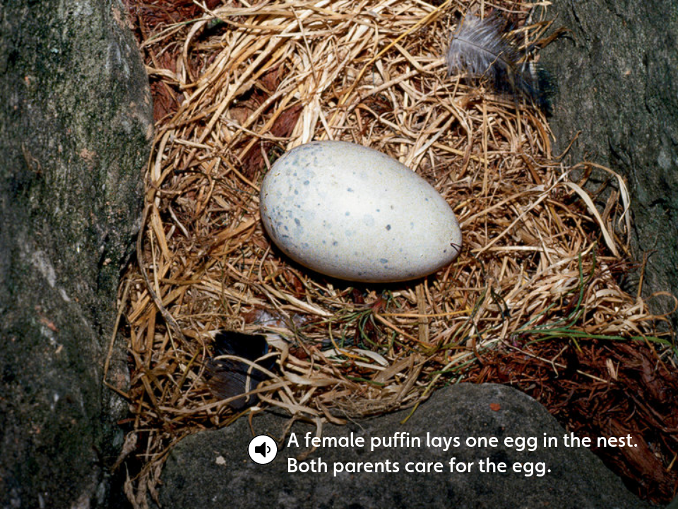 Puffin Parents 7 - Voyager March 2019