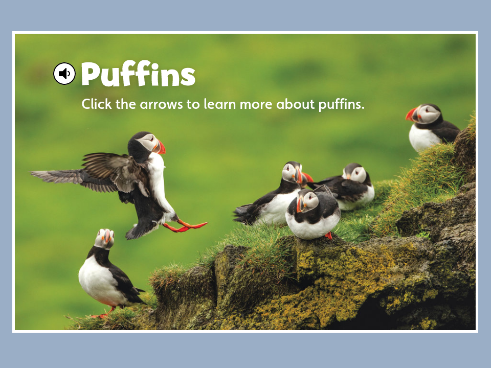 Puffin Parents 7 - Voyager March 2019