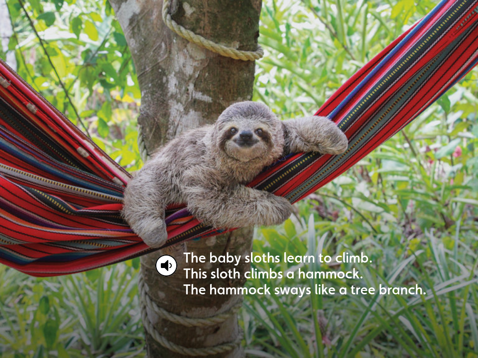 Saving Sloths - Hammock - Voyager May 2019