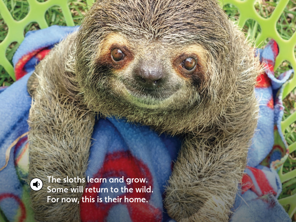 Saving Sloths - Learn & Grow - Voyager May 2019