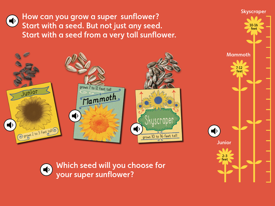 Super Sunflowers - Seed - Voyager May 2019