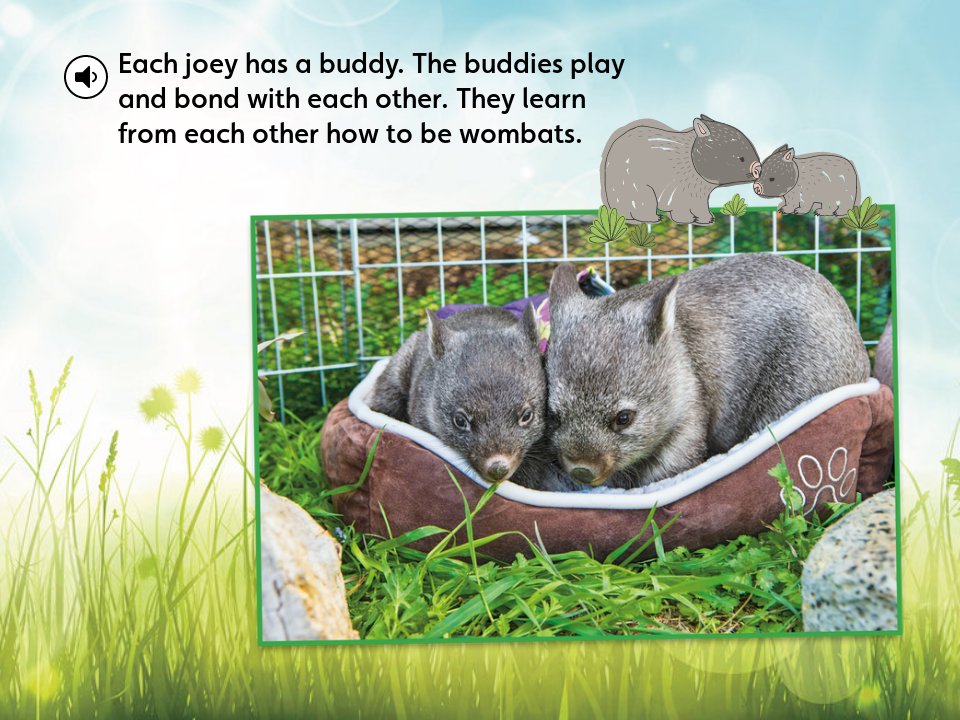 Caring for Wombats 5 - Voyager May 2020