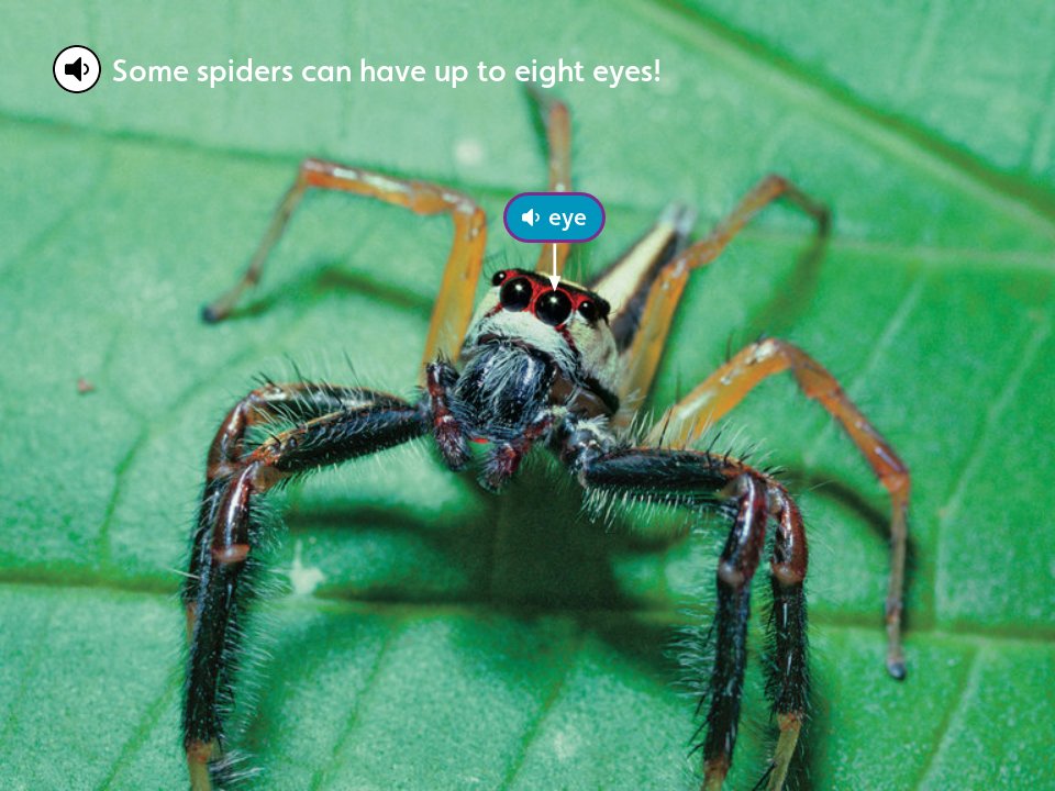 Spiders at Work 3 - Voyager November/December 2020