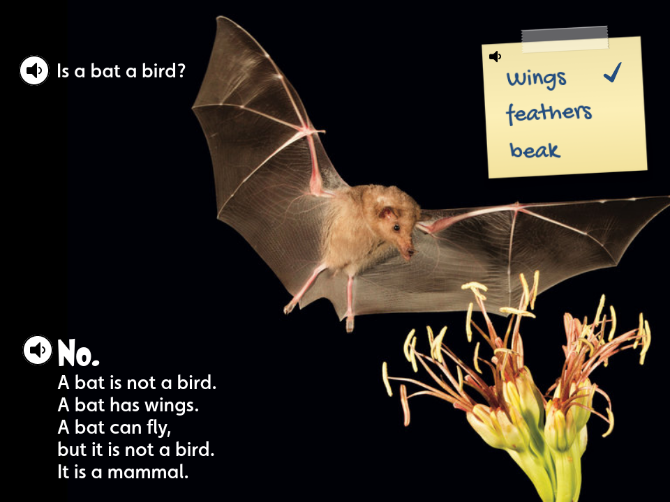 Bat - Is it a bird - Voyager October 2018