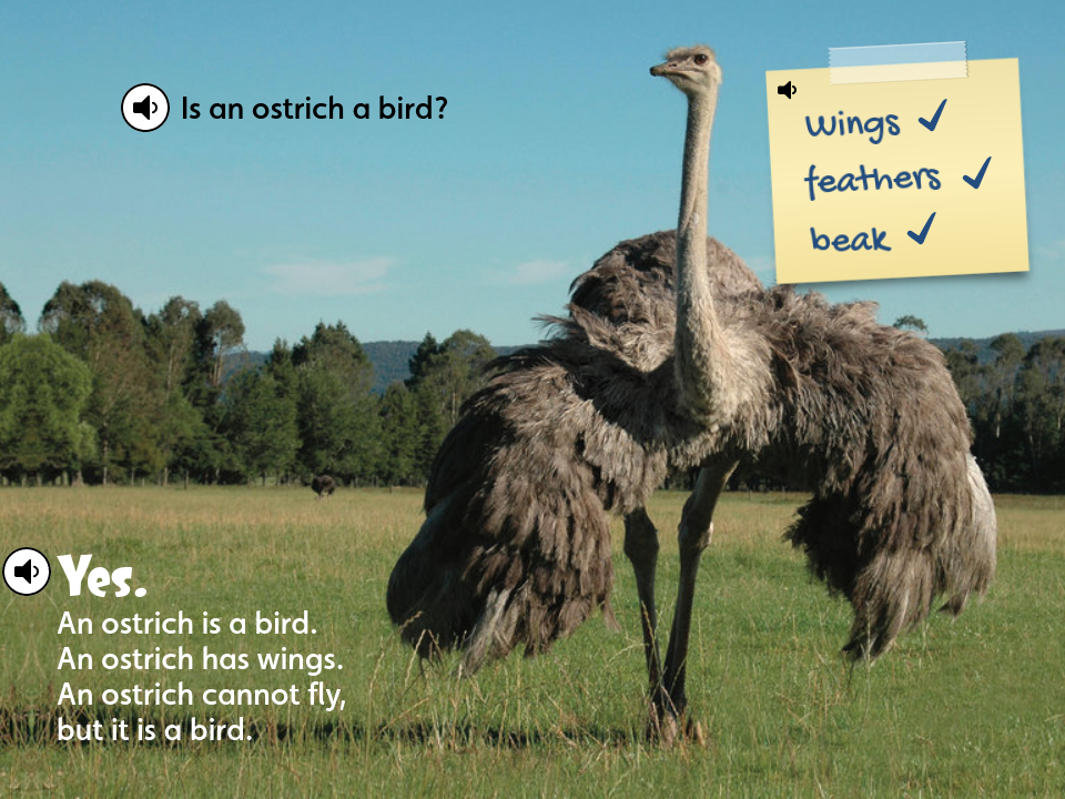 Bat - Is it a bird - Voyager October 2018