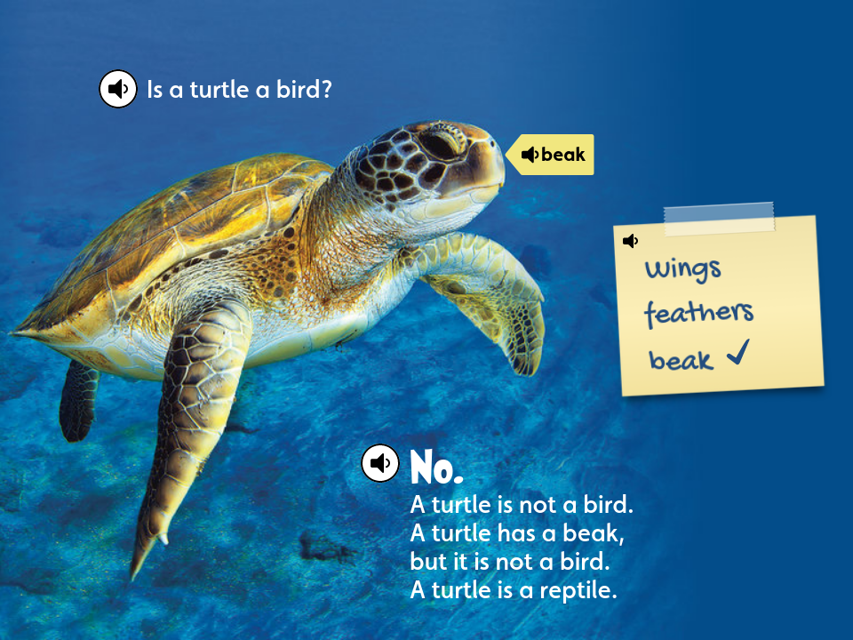 Turtle - Is it a bird - Voyager October 2018