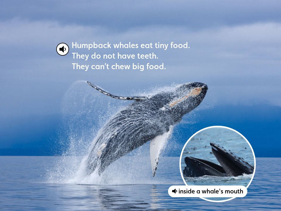 Whale Food 4 - Voyager October 2019