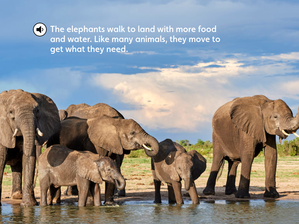 Elephants 2 - Voyager September 2018