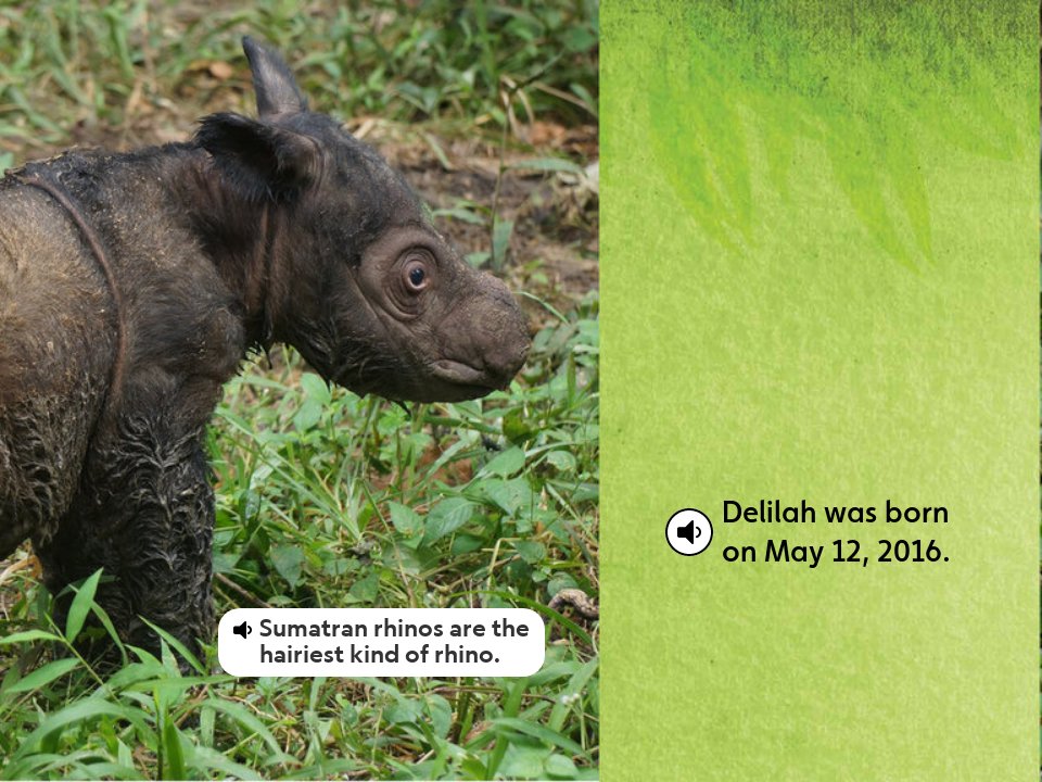 A Rare Rhino 3 - Voyager September 2019