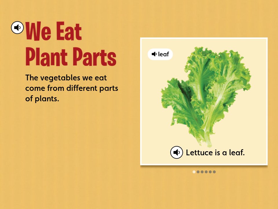 Look in a Rainforest 4 - Voyager September 2019